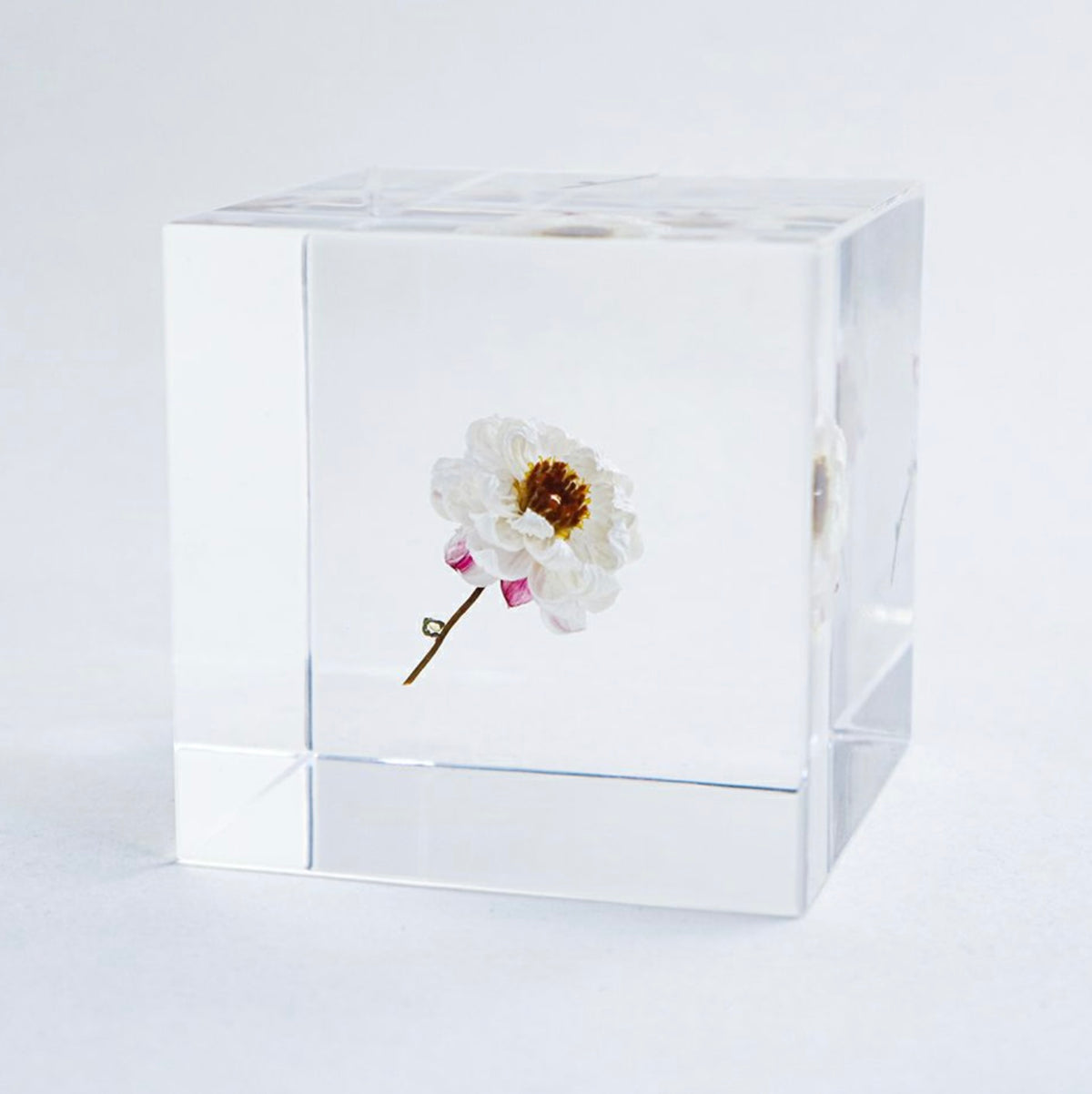 Sola Cube Strawflower – spoon & tamago