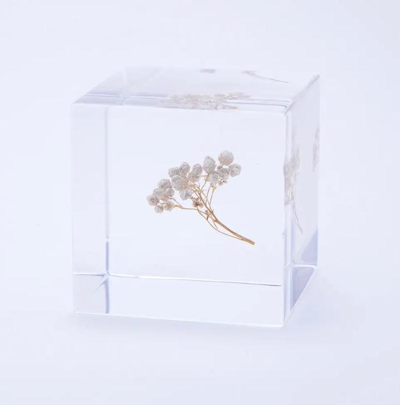 Sola Cube Strawflower – spoon & tamago